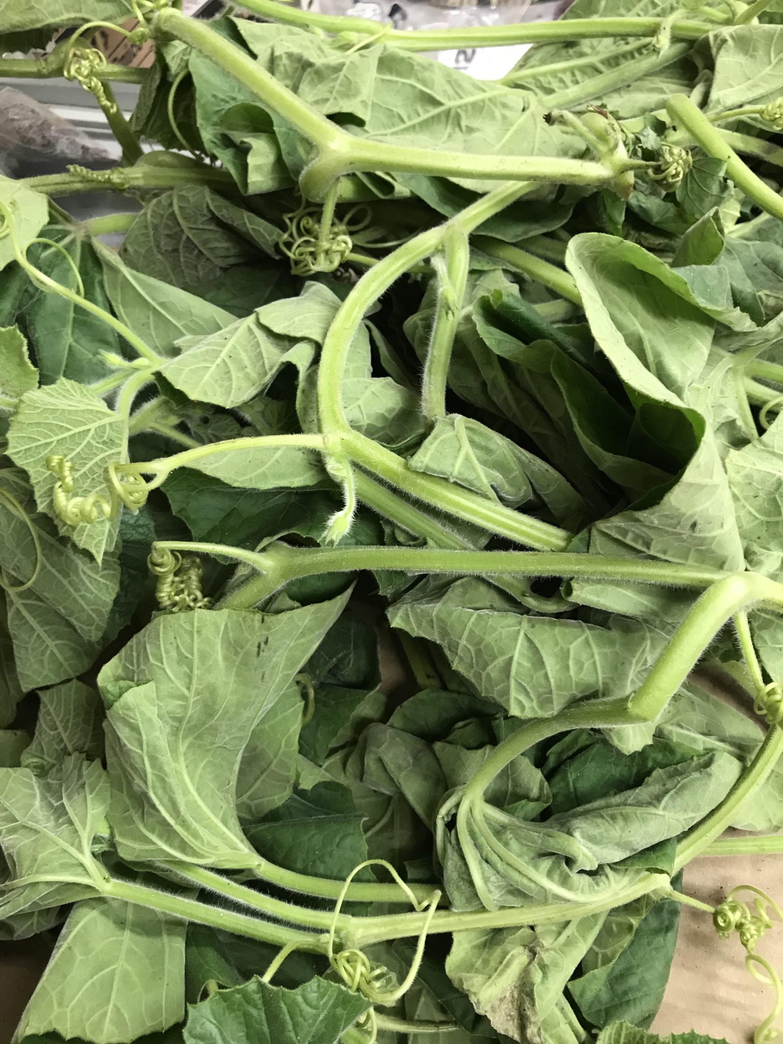 Lau shak/লাউ শাক 1 Packet - Welcome to JB HALAL Food Online Store